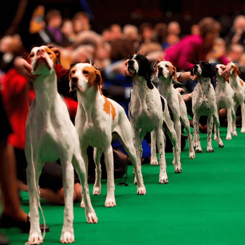 Home - Pakistan Kennel Club